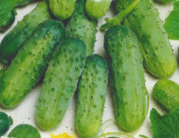 Agurk - FritidogBolig.dk