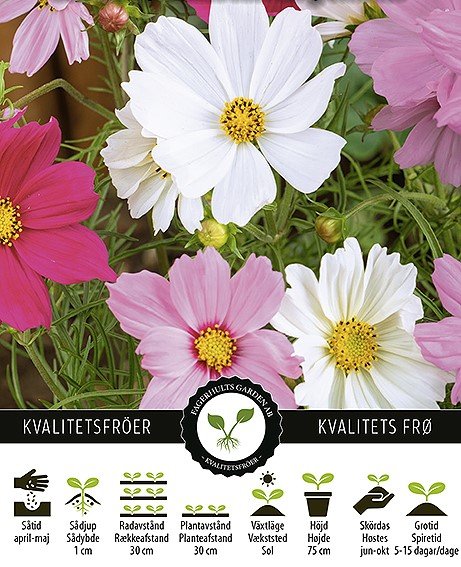 Cosmos Early Summer - Blomster - FritidogBolig.dk